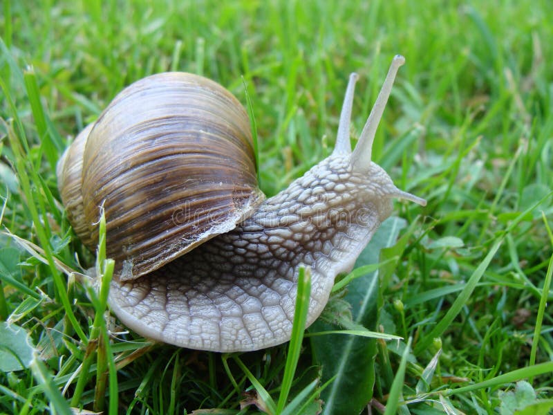 Snail dance stock photo. Image of mating, garden, life - 657752