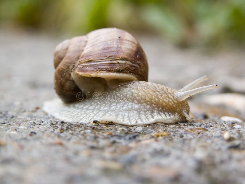 Snail dance stock photo. Image of mating, garden, life - 657752