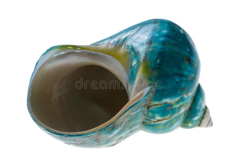 236 Periwinkle Snail Stock Photos - Free & Royalty-Free Stock Photos ...