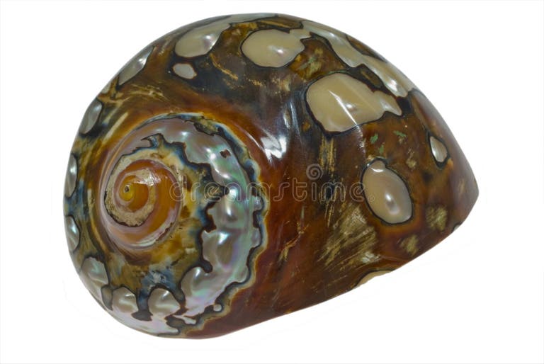 Snail stock image. Image of spiny, fish, prickly, shellwork - 13389463