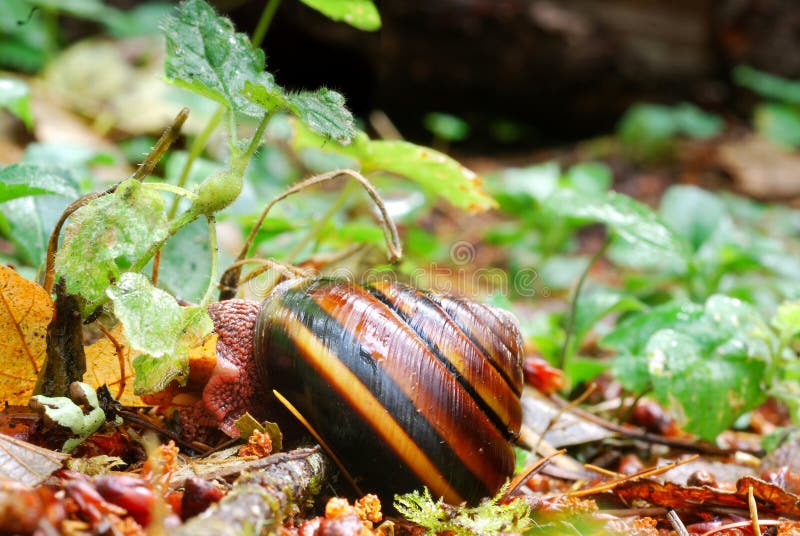 Oregon snail on a trail stock image. Image of outdoors - 159166895