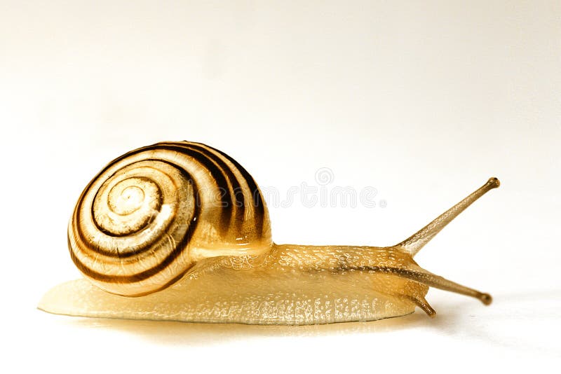 Snail stock photo. Image of slow, feeler, snail, slimily - 145142