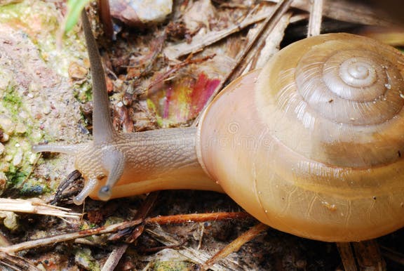 Snail stock photo. Image of decompose, hard, gastropods - 15031458