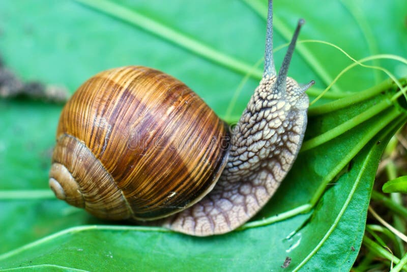 Snail Picture. Image: 15225523