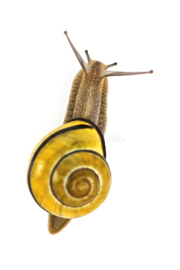 Snail stock photo. Image of mollusk, white, food, isolated - 15891732