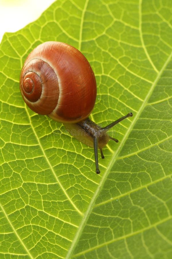 Girl with red lips stock photo. Image of adult, long, passionate - 2566206