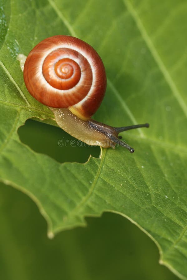 Snail stock image. Image of snail, outside, plants, slither - 15980209