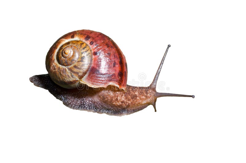 Wasp stock photo. Image of bumblebee, nature, insect, closeup - 6685548