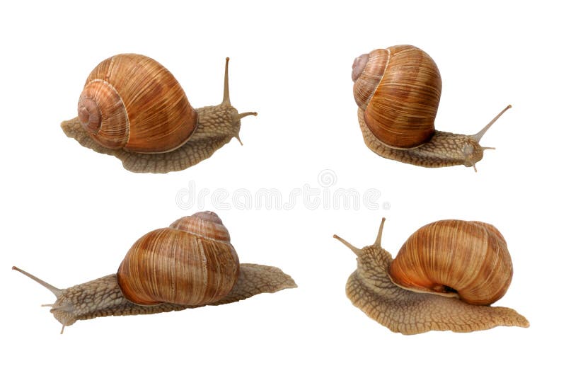 A Collage Of Snails In Different Poses On White Background Stock Photo ...