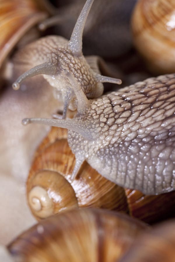 Snail stock image. Image of snail, nature, motion, slimy - 19556497