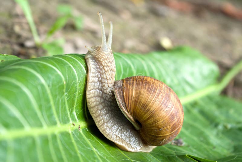 Snail Picture. Image: 20185425