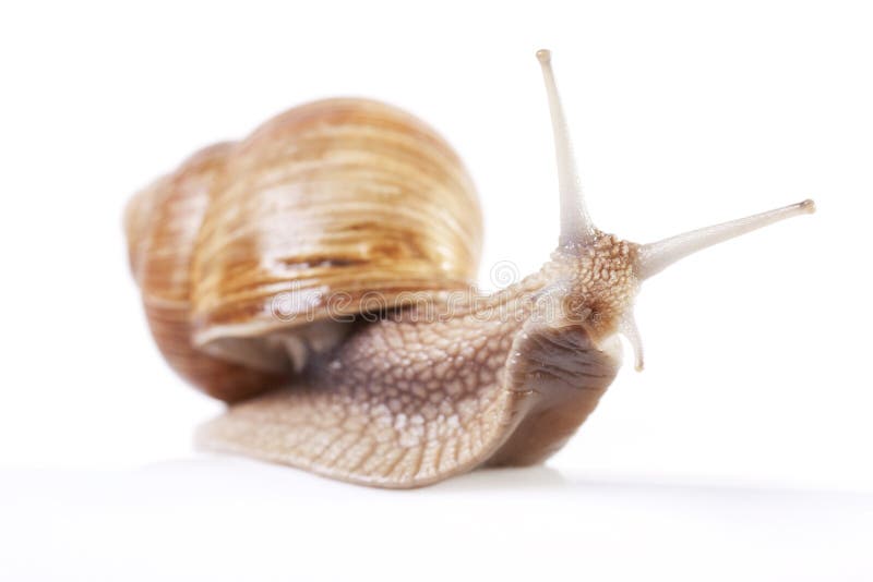Snail stock image. Image of eyes, natural, nutrition - 86593483