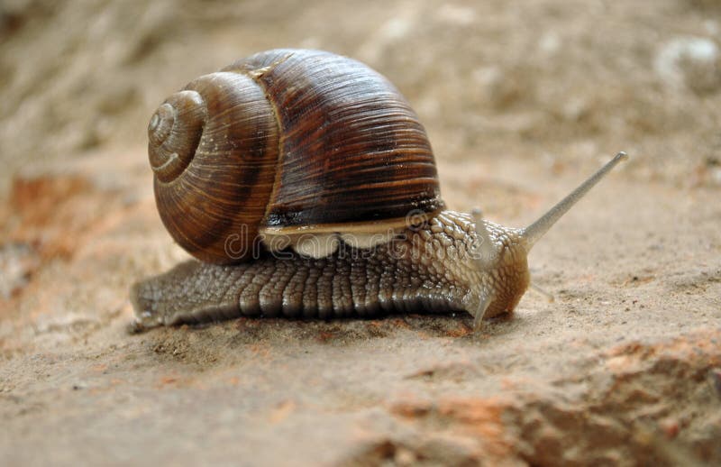 White Snail on Little Rocks Stock Photo - Image of white, little: 27019550