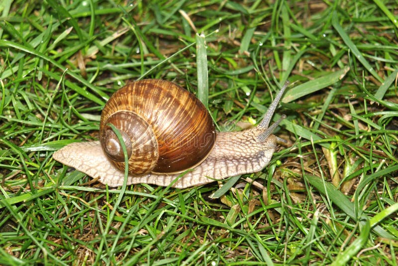 Light Brown Snail House on Wet Soil Surrounded with Lettuce Planted in ...