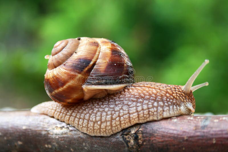 Dancing snails after rain stock image. Image of ground - 31959153