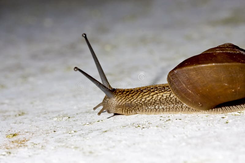 Snail stock photo. Image of moving, invertebrate, antenna - 20710432