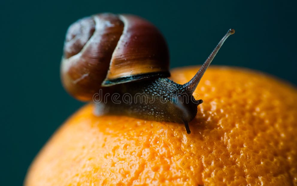 Snail stock photo. Image of garden, snail, orange, shell - 20722210