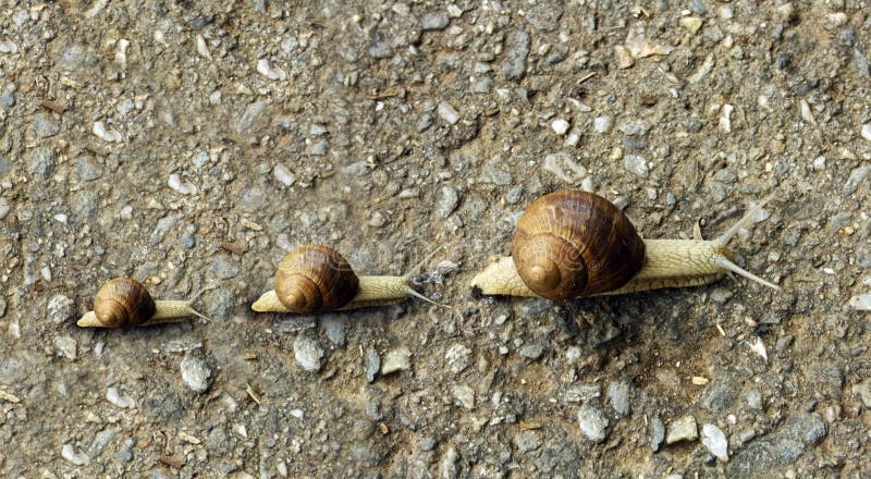 Mother snail with baby stock photo. Image of house, climbing - 19060050