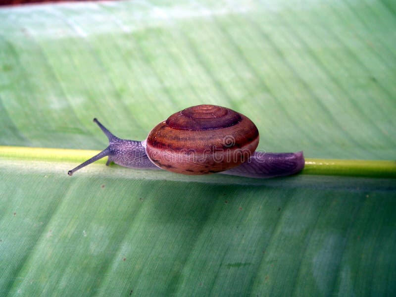 Snail stock photo. Image of portrait, church, novice - 21420040
