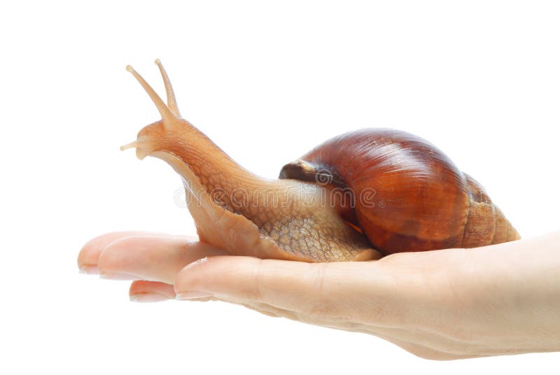 Snail on stairs stock image. Image of reach, patience - 13611053