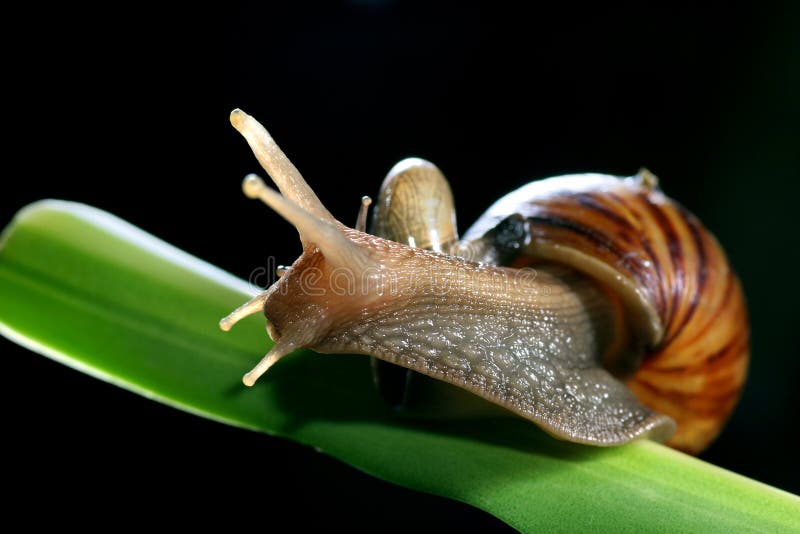 Ancient balance Scales stock photo. Image of object, heft - 3342736