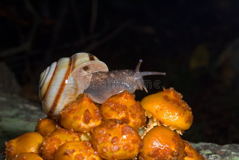 Snail 25 stock photo. Image of shell, mushroom, house - 11238174