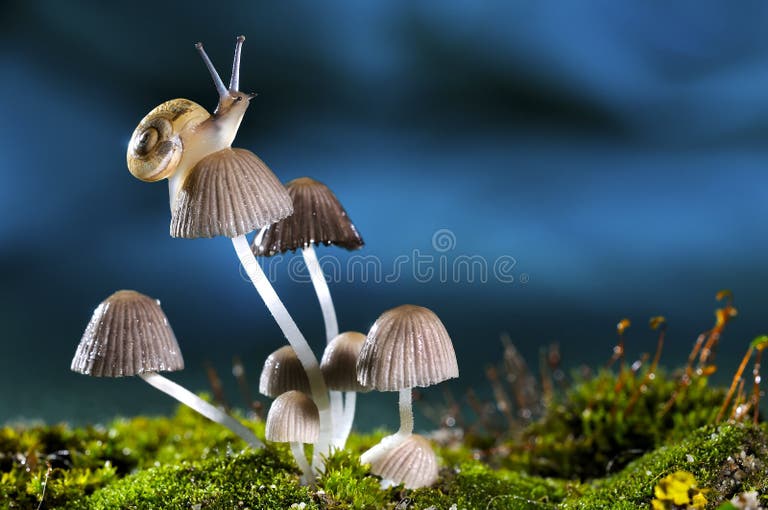 136,917 Snail Flashcard Stock Photos - Free & Royalty-Free Stock Photos ...