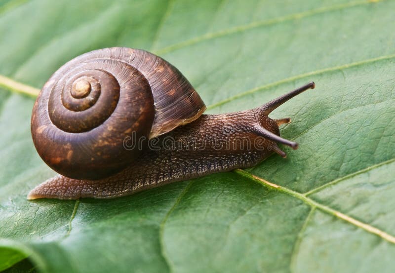 Snail and weed on sidewalk stock image. Image of dirt - 75519437