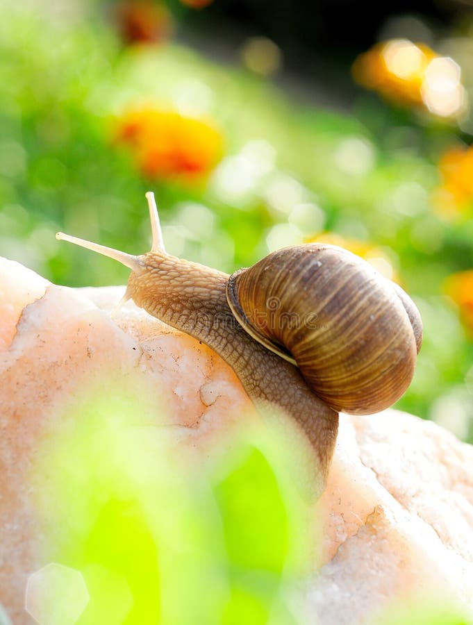Snail stock photo. Image of daylight, outdoor, close - 25999492