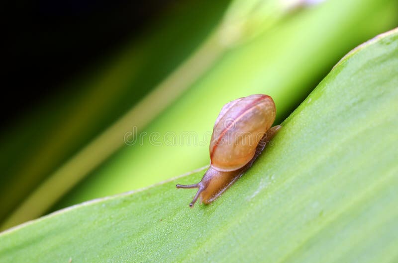 Snail stock photo. Image of value, medicinal, pulmonata - 28380812