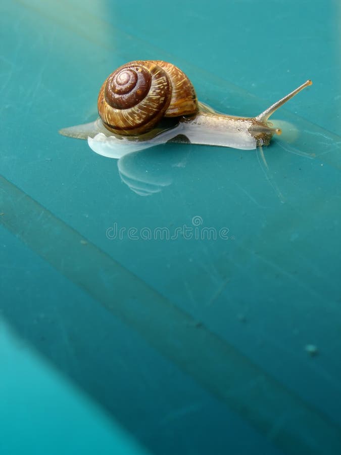 Snail stock image. Image of background, water, creeping - 3576819