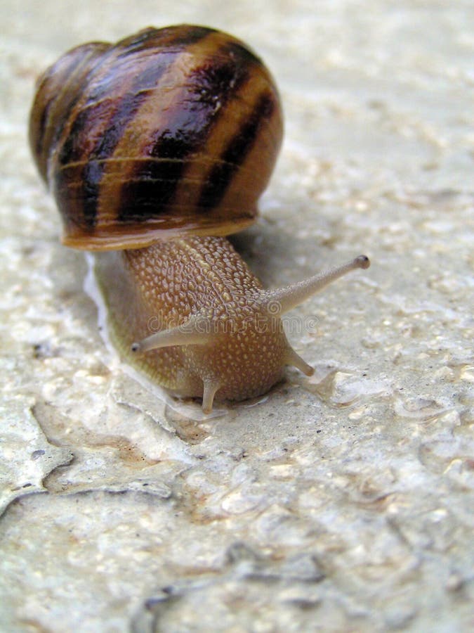Snail Picture. Image: 359638