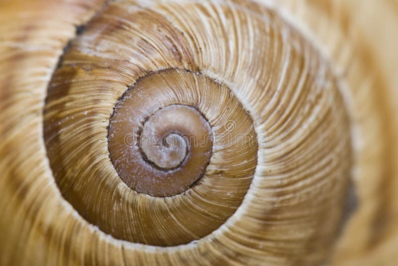 Snail stock photo. Image of cochlea, shell, snail, seashell - 4714106