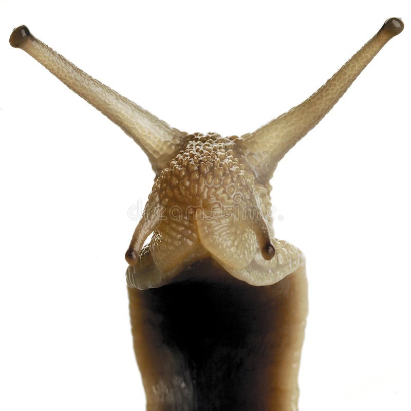 Snail stock image. Image of animal, look, macro, snail - 475059