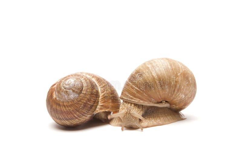 Sex Of Snails Stock Image Image Of Space Group Backgrounds 19577315