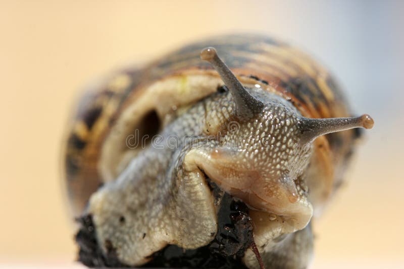 2,831 Snail Head Stock Photos - Free & Royalty-Free Stock Photos from ...