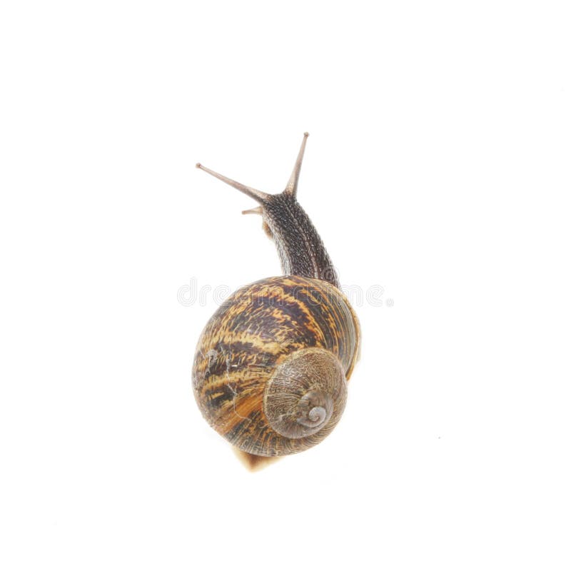 Snail stock image. Image of spiral, snail, pest, neck - 5567477