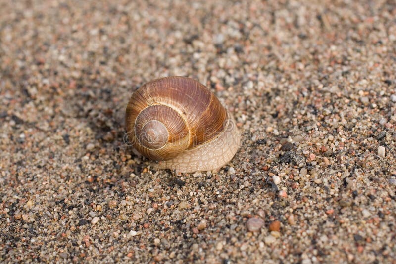 Snail stock photo. Image of house, macro, shell, home - 6472862