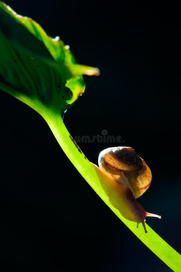 Snail stock image. Image of light, mollusks, reptiles - 7048145