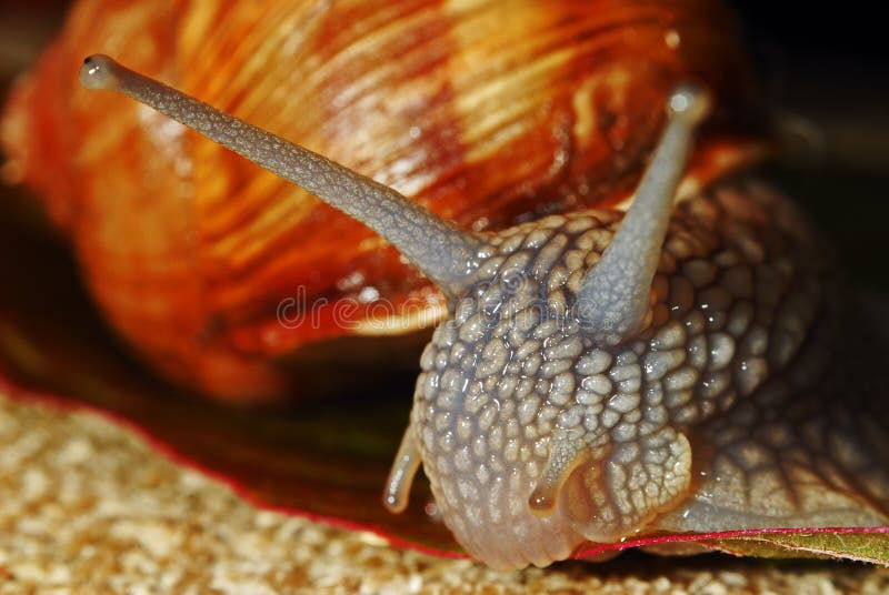 Biomphalaria Snail (Biomphalaria Sp.) Stock Image - Image of fresh ...
