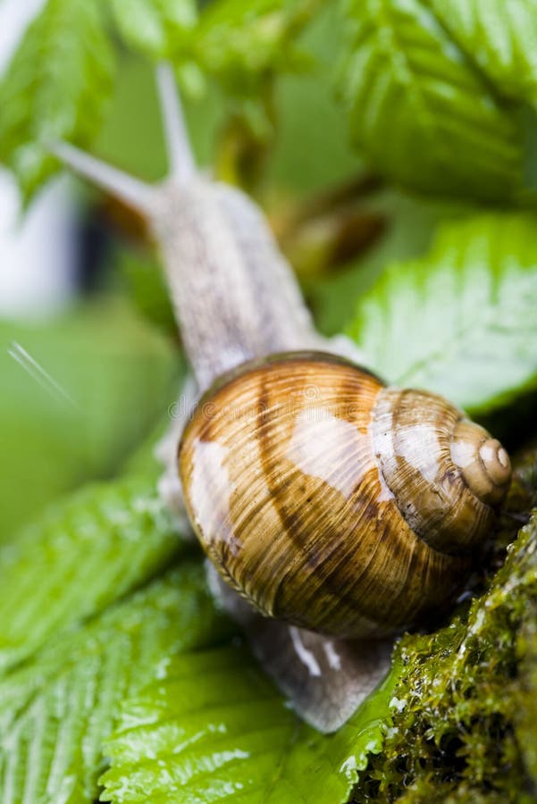 Snail stock image. Image of nature, animals, fauna, creature - 6305349