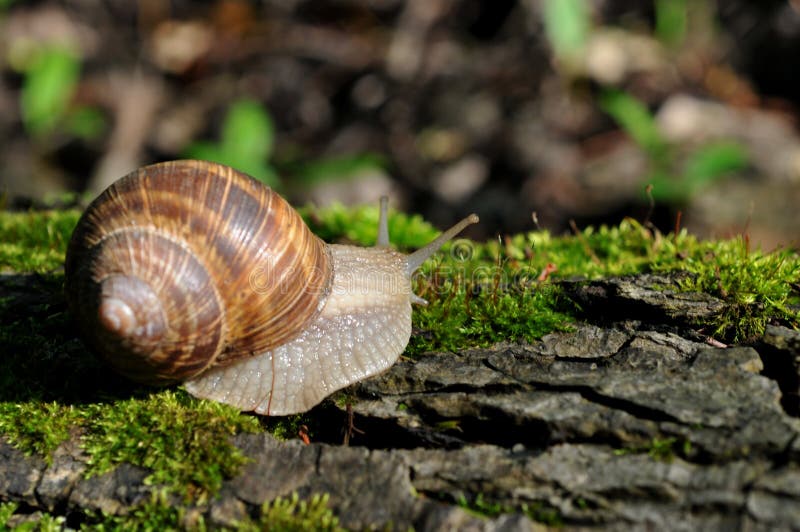 Snail dance stock photo. Image of mating, garden, life - 657752