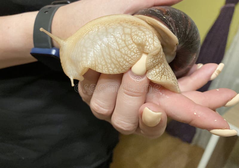 Achatina Achatina Giant African Snail Stock Photo - Image of escargot ...