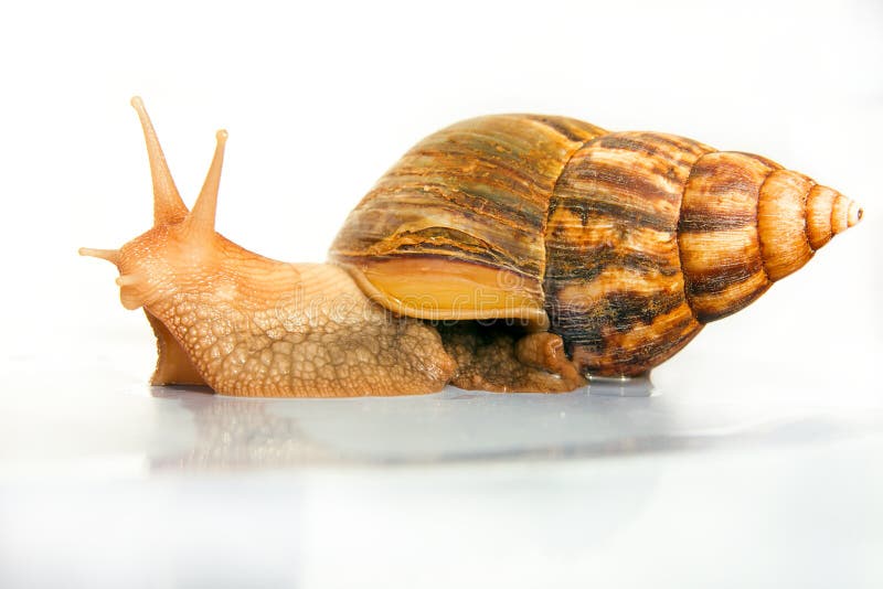 Achatina Achatina Giant African Snail Stock Photo - Image of house ...