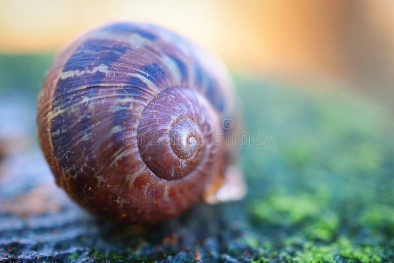 Snail in the nature stock image. Image of small, outdoors - 139198191