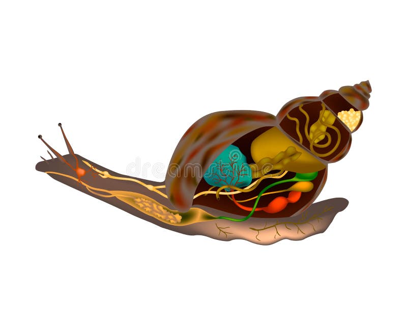 Gastropod Anatomy Stock Illustrations – 104 Gastropod Anatomy Stock ...