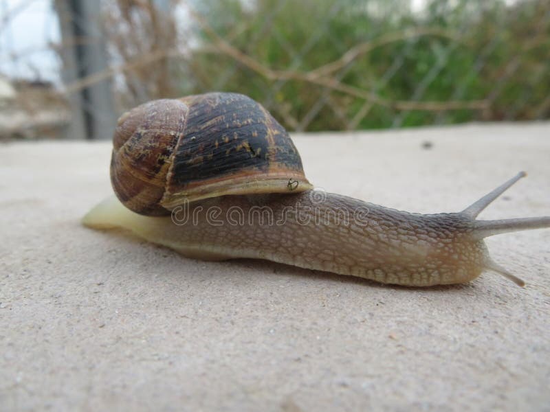 Snail Animal Shell Horns Wet Slow Friendly Spiral Stock Photo - Image ...