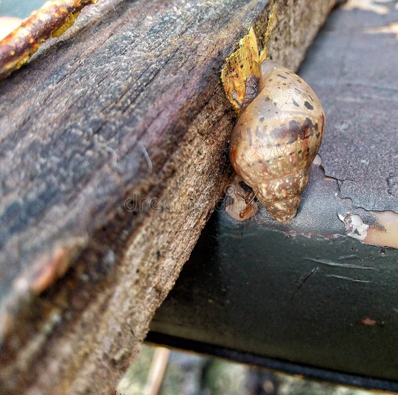 Snail and ant activity stock image. Image of snail, autumn - 208859565