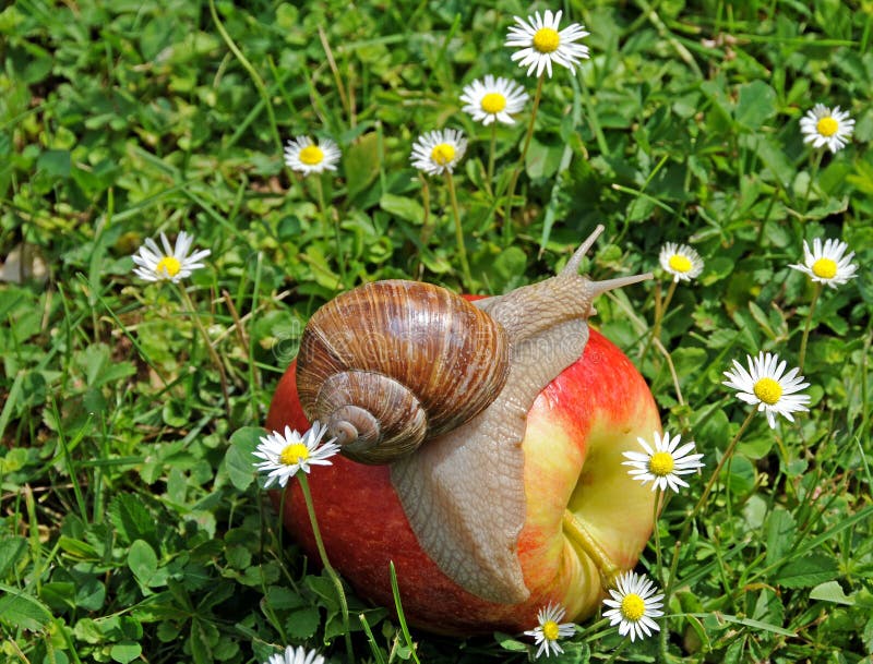 Snail on apple stock photo. Image of spiral, grass, little - 5192066