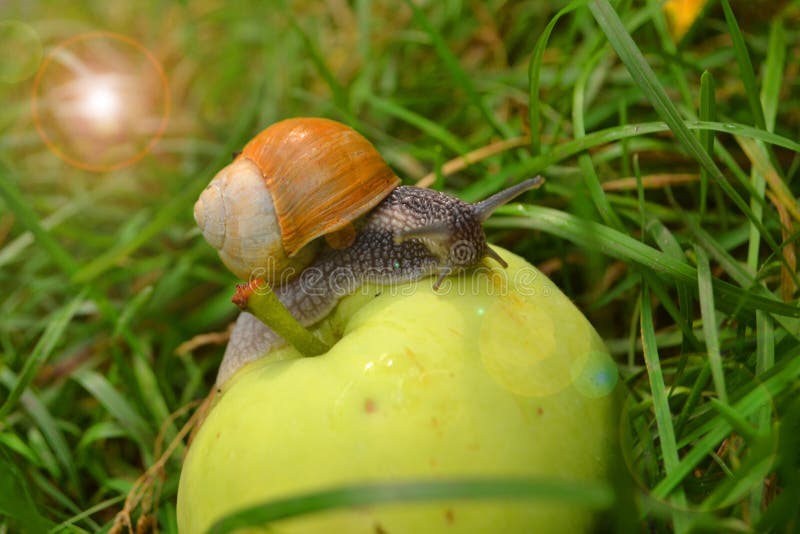 Snail on the apple stock photo. Image of nature, apple - 53779650